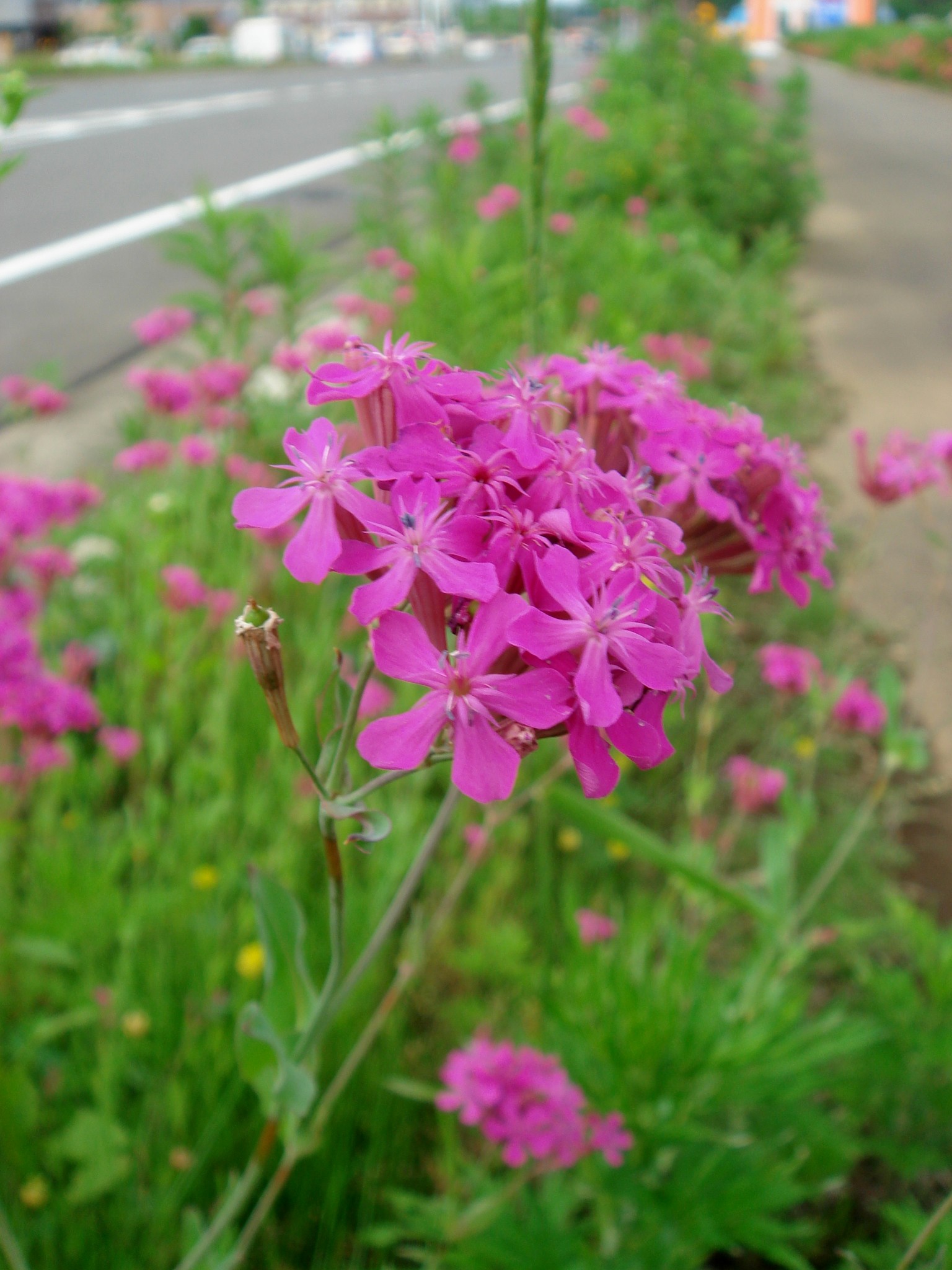Silene Armeria